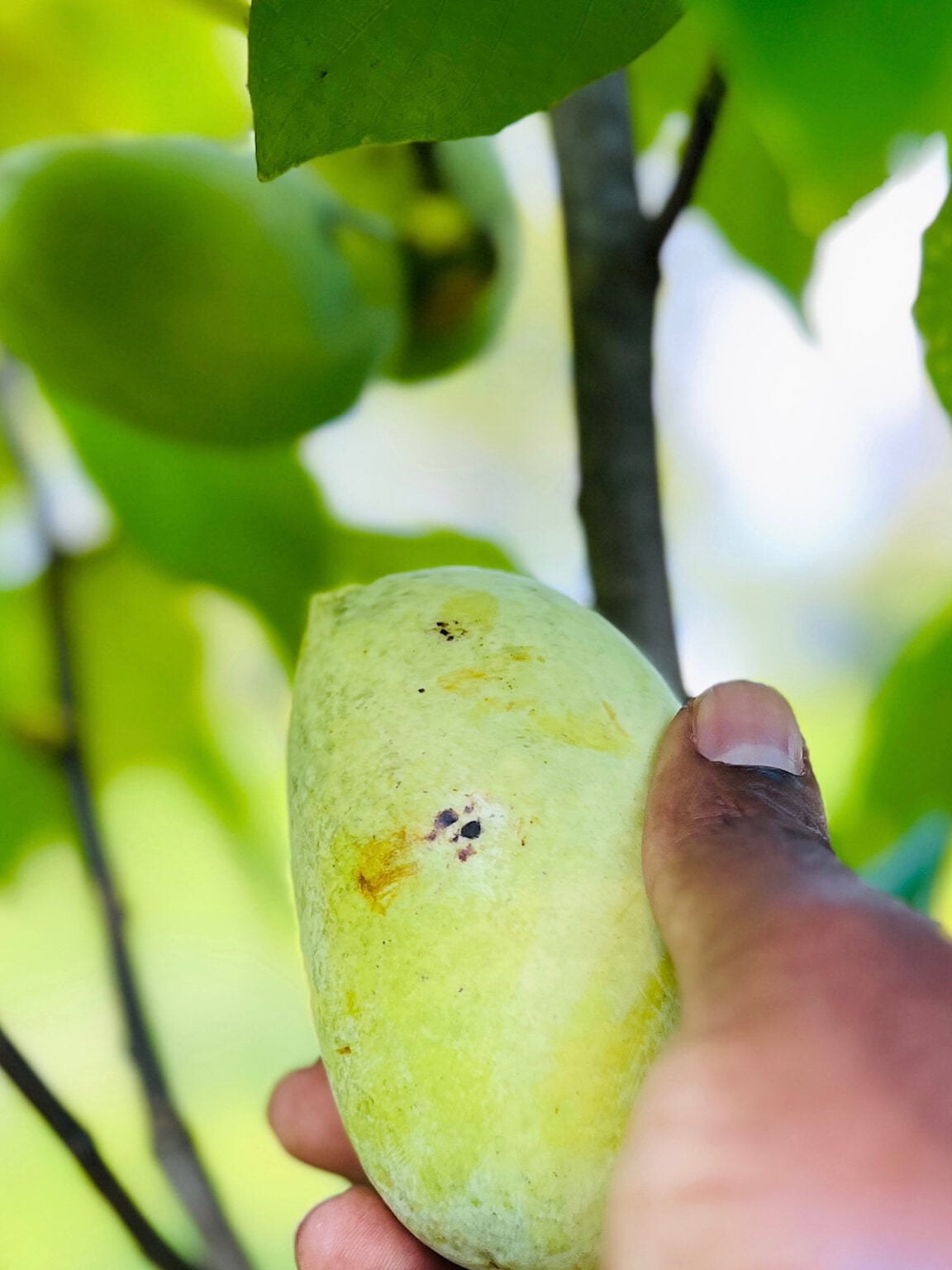 Pawpaw Fruit - The VGN Way