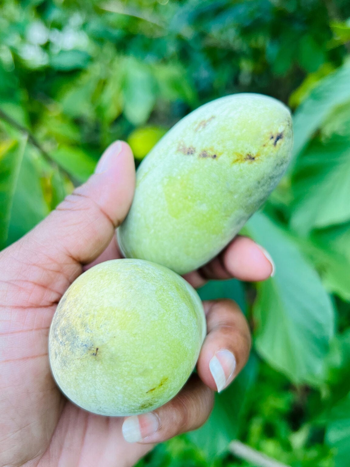 Pawpaw Fruit - The VGN Way