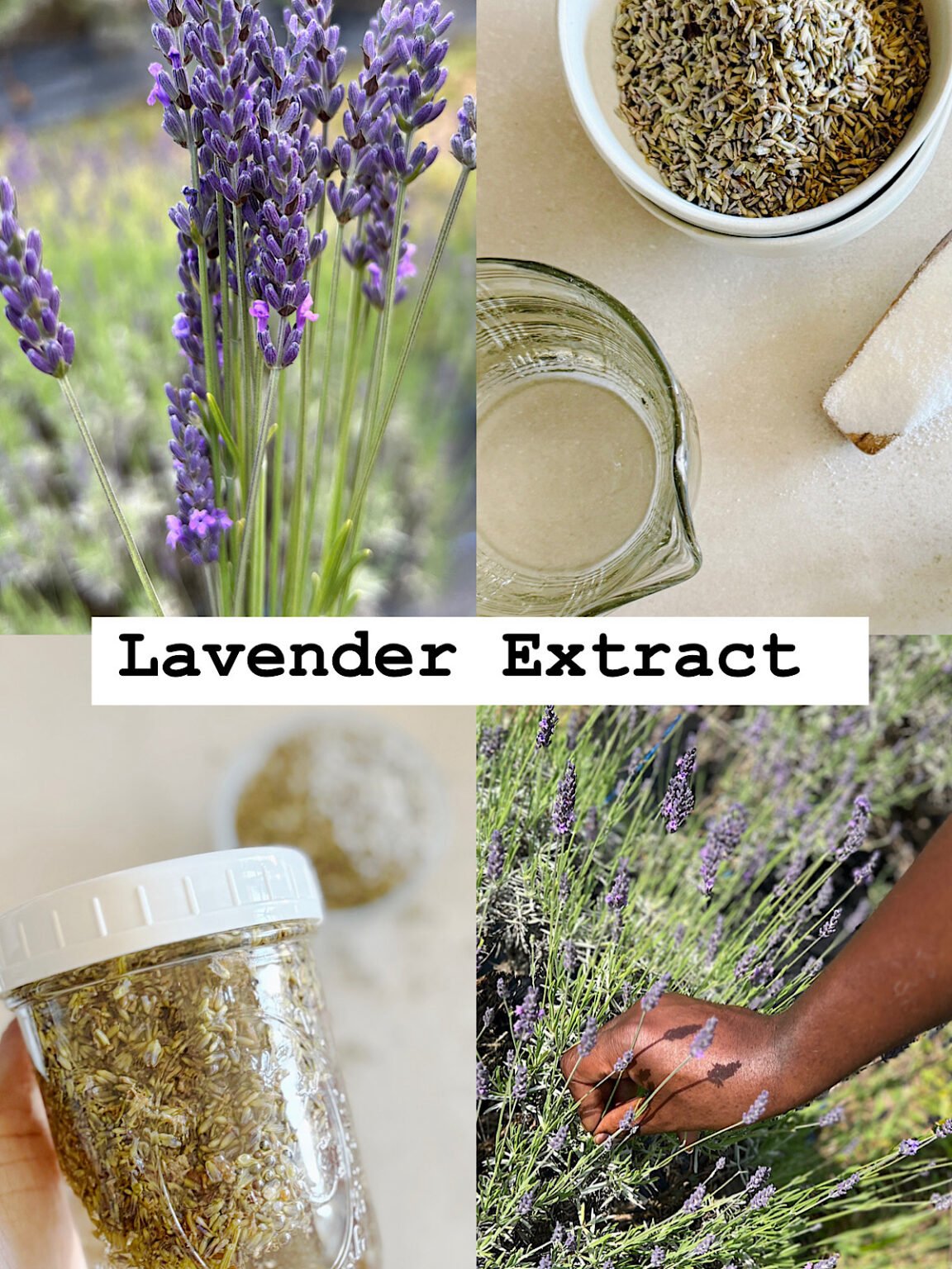 Homemade Lavender Extract Recipe - The VGN Way